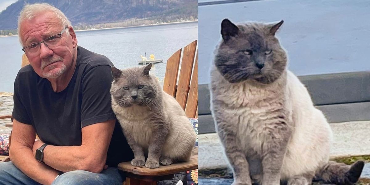 Man Has Never Been Cat Guy But Has His Heart Stolen by 'Grumpy Looking ...