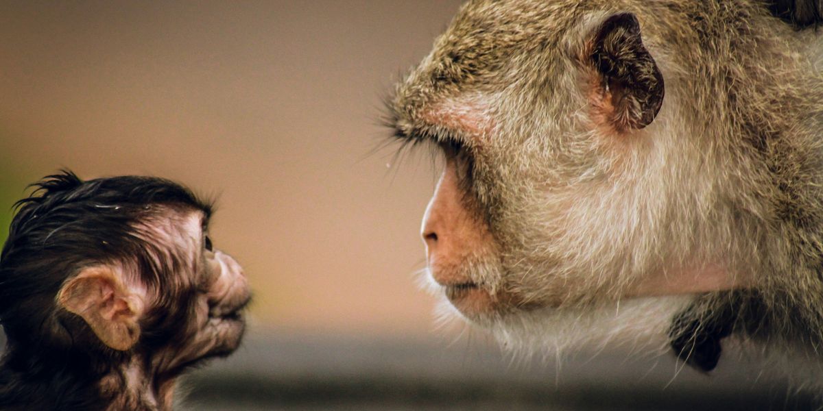 12 animals show that parenting is universal across species - Upworthy