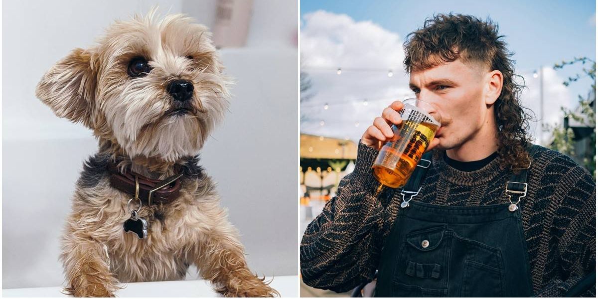 Man gives his dog a mullet - Upworthy