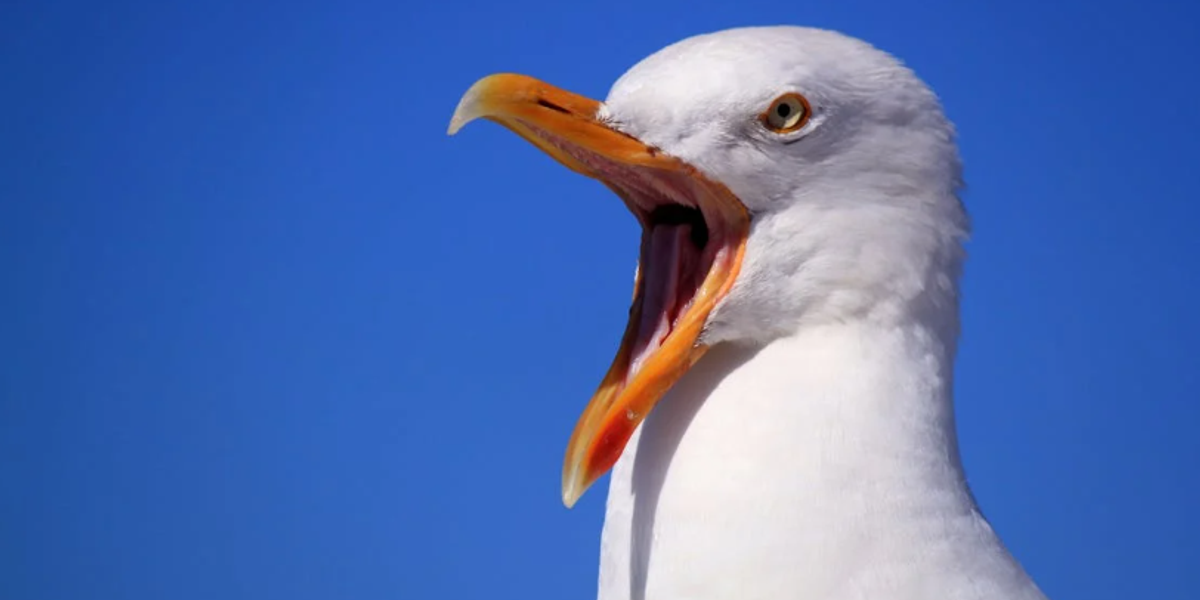 Camera catches seagull going crazy - Upworthy