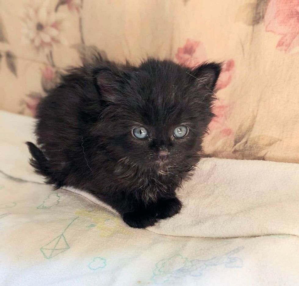 Kitten is Challenged in Every Way but Blossoms into Adorable 'Owl Cat ...