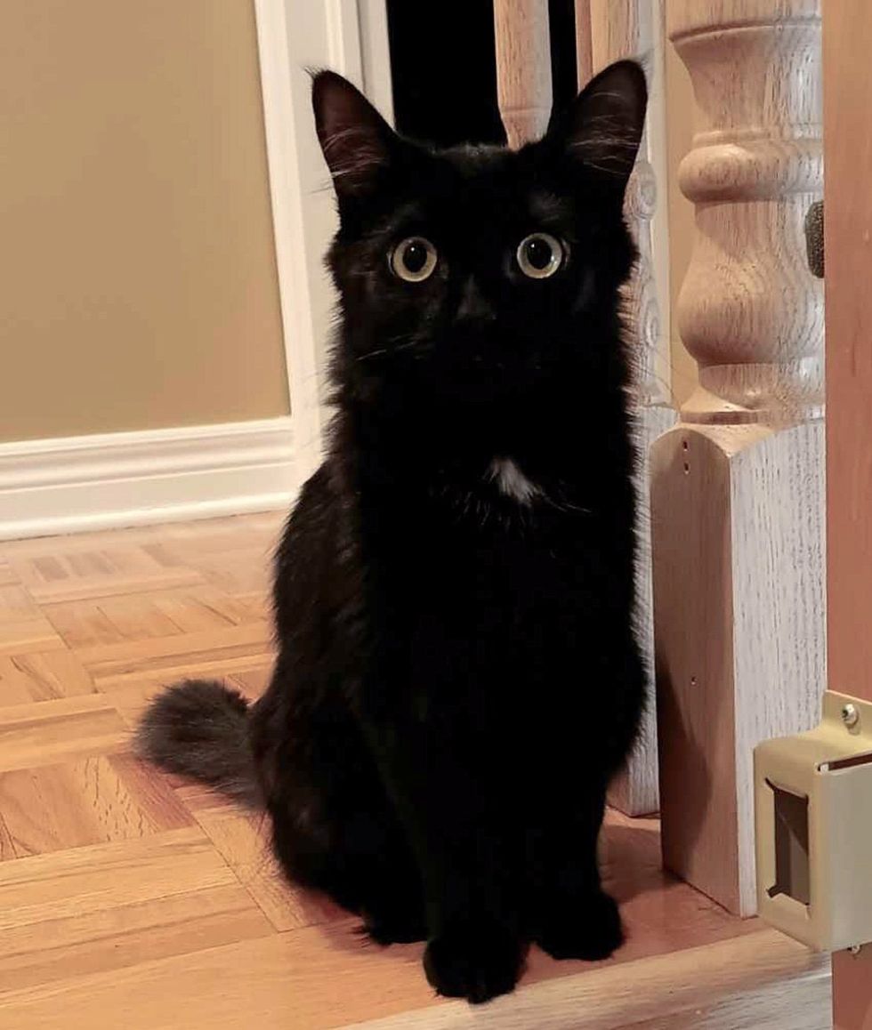 Kitten is Challenged in Every Way but Blossoms into Adorable 'Owl Cat ...