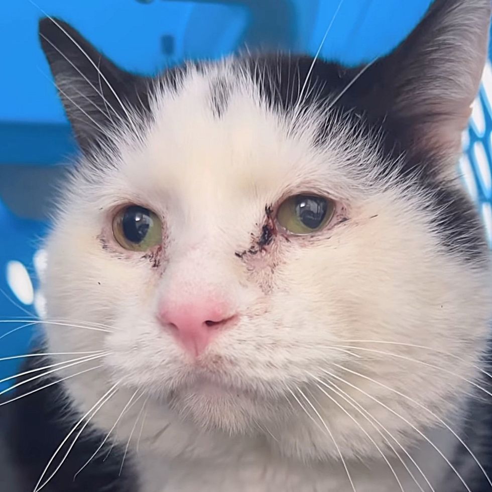 Cat 'Handstand Walks' All His Life, is So Glad to Be Safe and Lives for ...