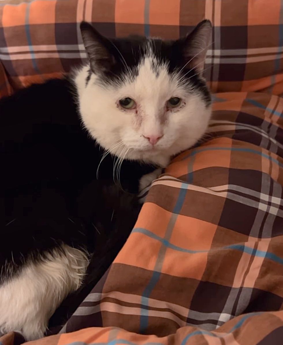 Cat 'Handstand Walks' All His Life, is So Glad to Be Safe and Lives for ...