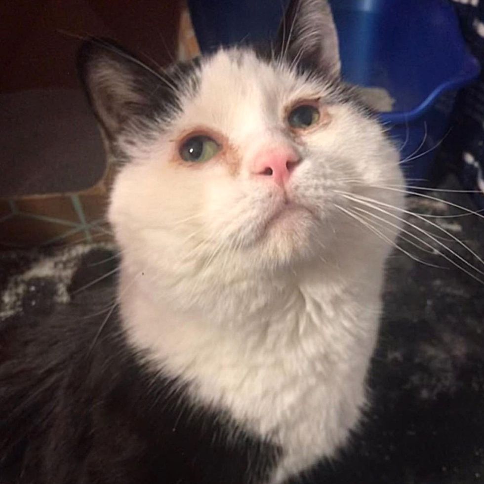 Cat 'Handstand Walks' All His Life, is So Glad to Be Safe and Lives for ...