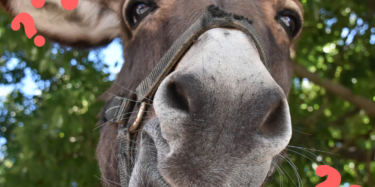 How much money is 'enough to burn a wet mule'? - It's a Southern Thing
