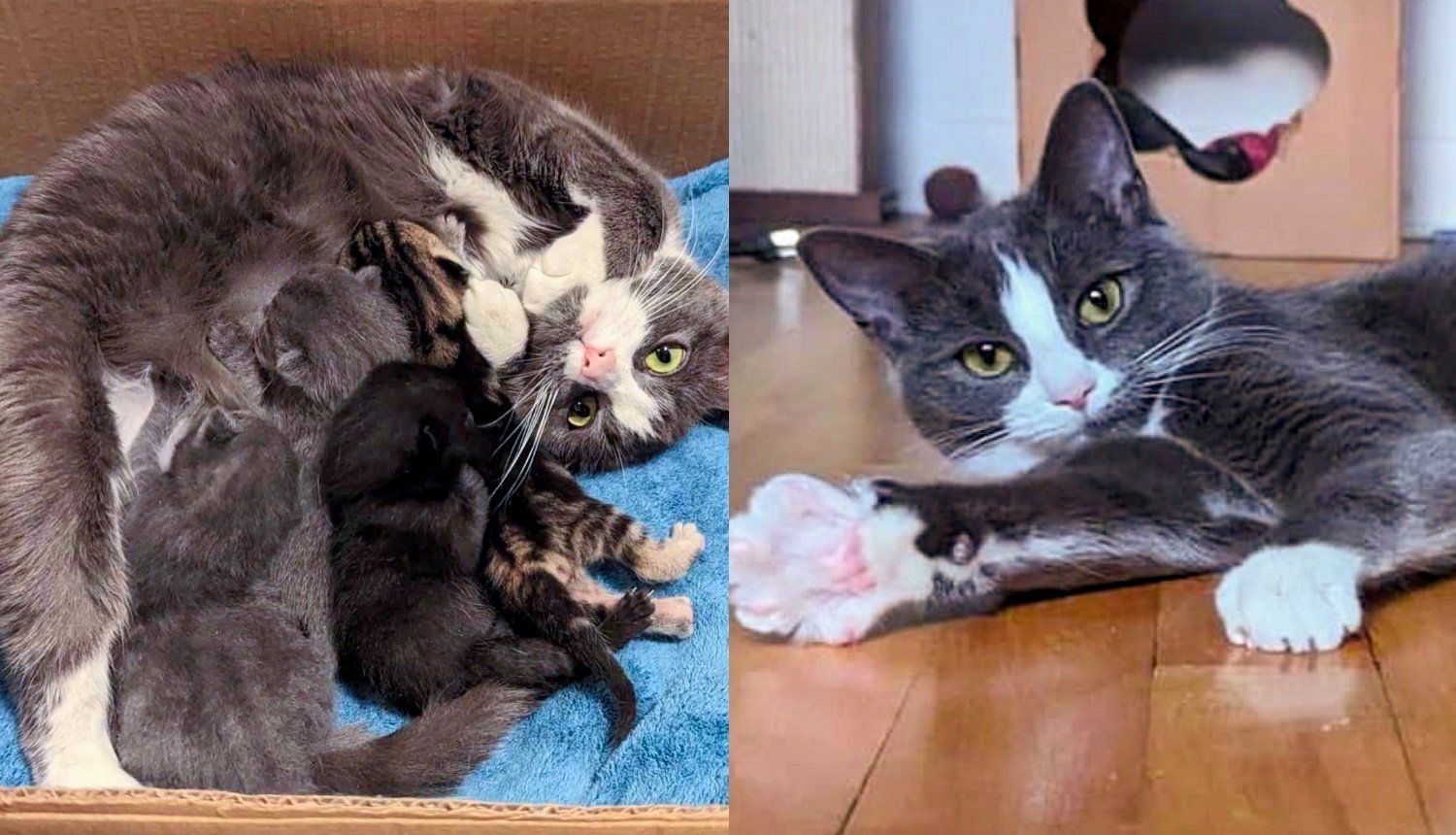 Forgotten Cat Steps Right into a Carrier, Drawn by the Promise of a ...