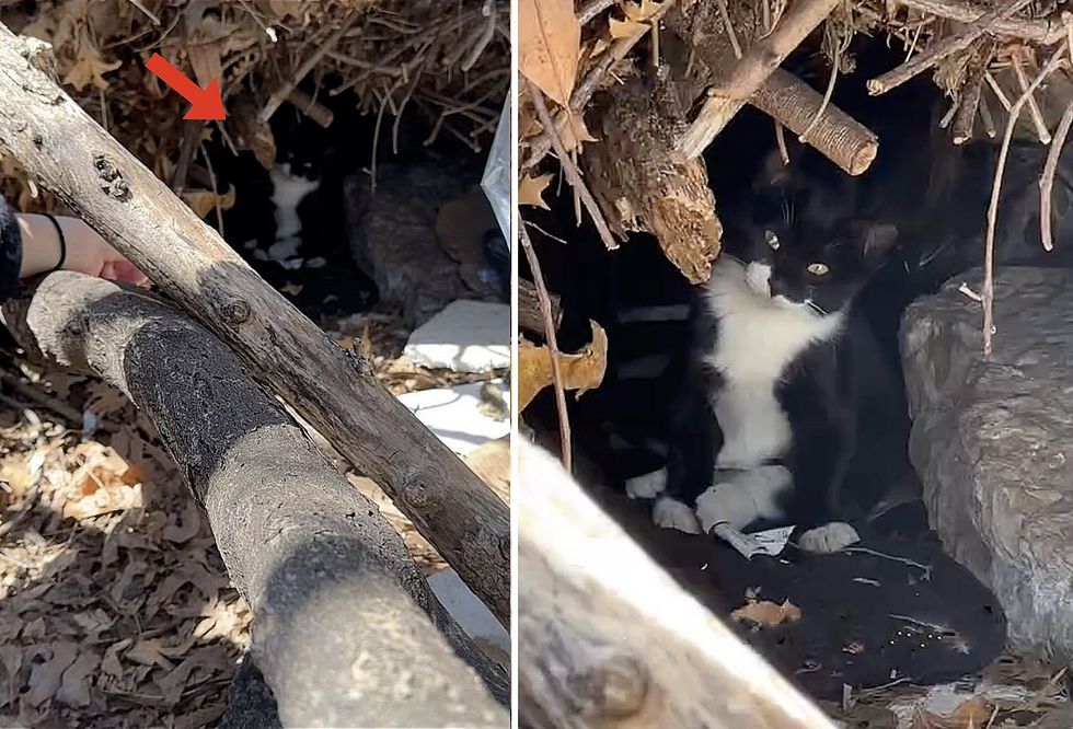 Kitten Stumbling Through Brush Pile Becomes Most Spirited Cat After ...