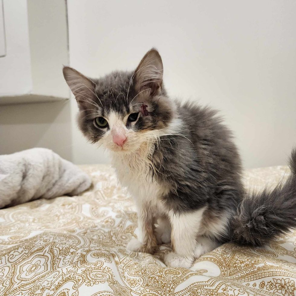Street Kitten Faces Numerous Challenges but Begins to Thrive Thanks to ...