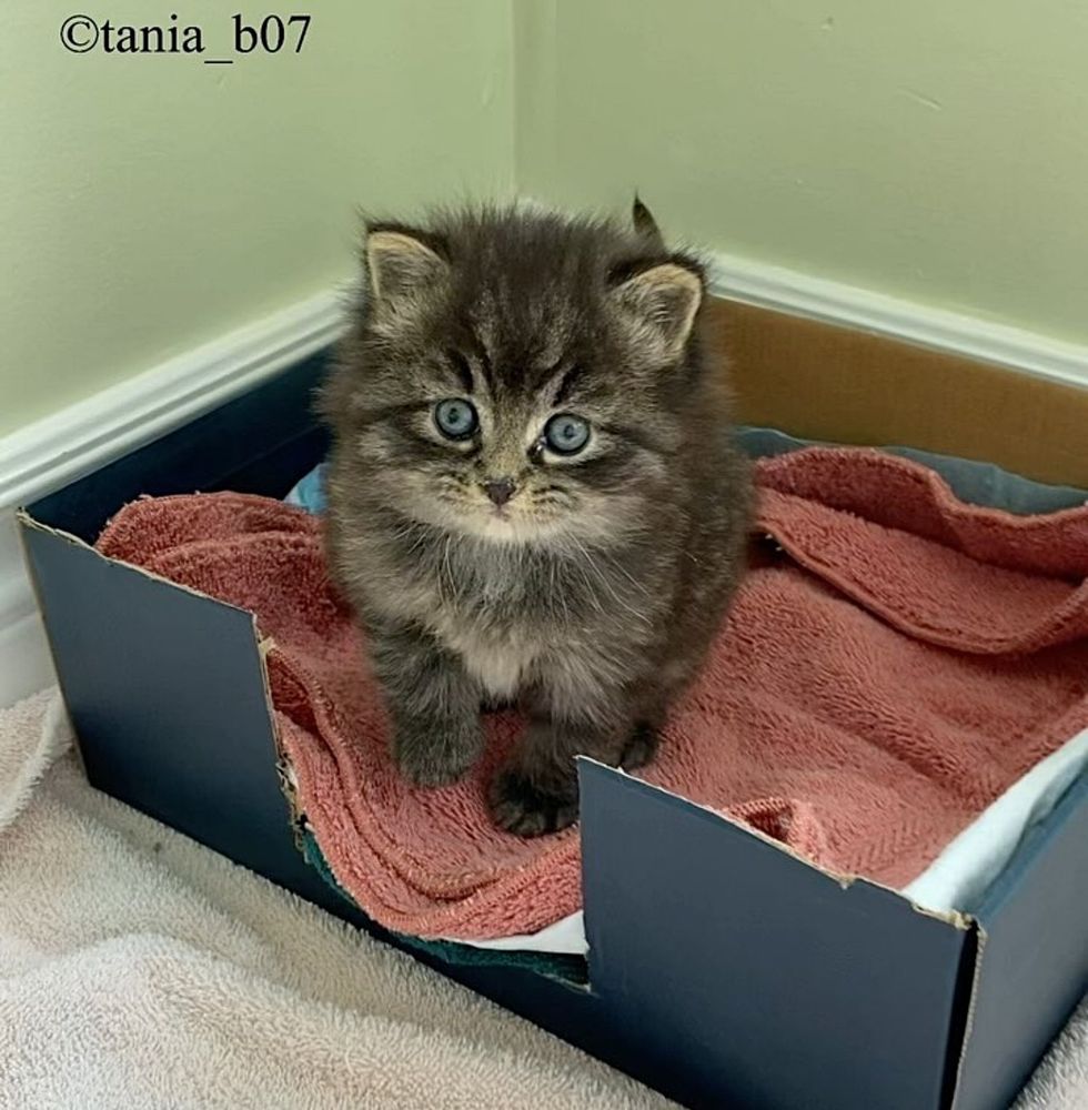 Two Kittens from Outside Begin a Joyful New Journey to Cozy Laps, Never ...