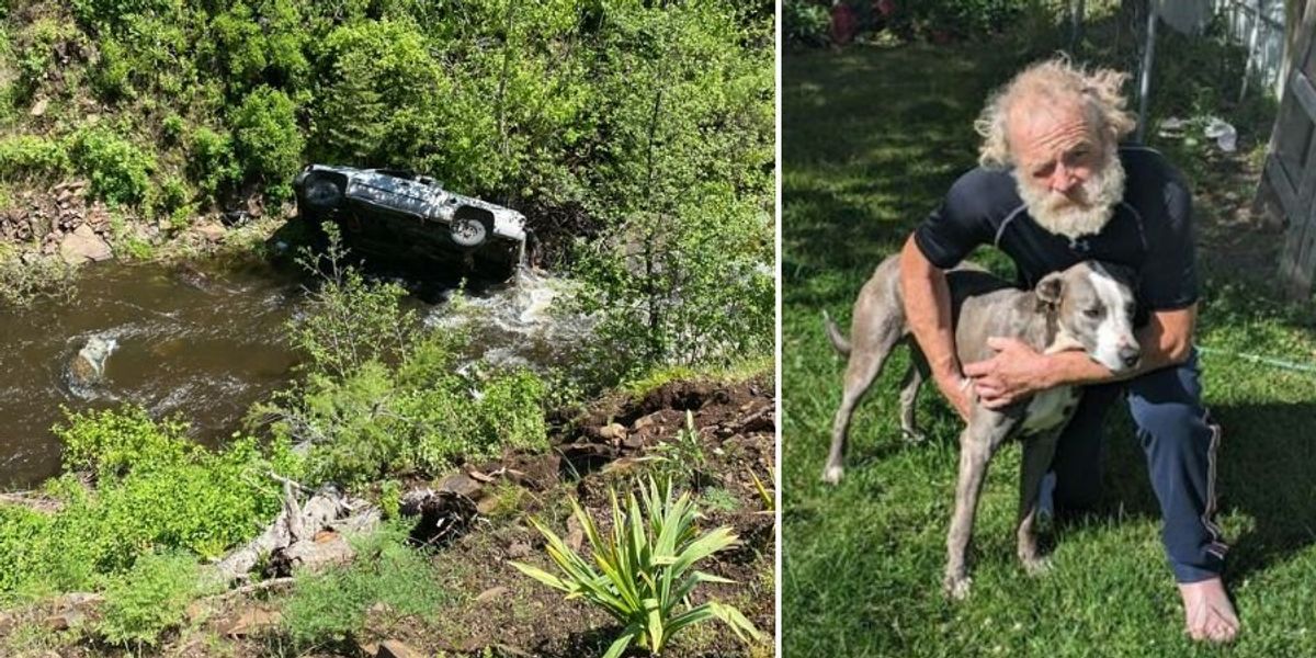 Dog in roll-over crash runs 4 miles to campsite, gets help - Upworthy