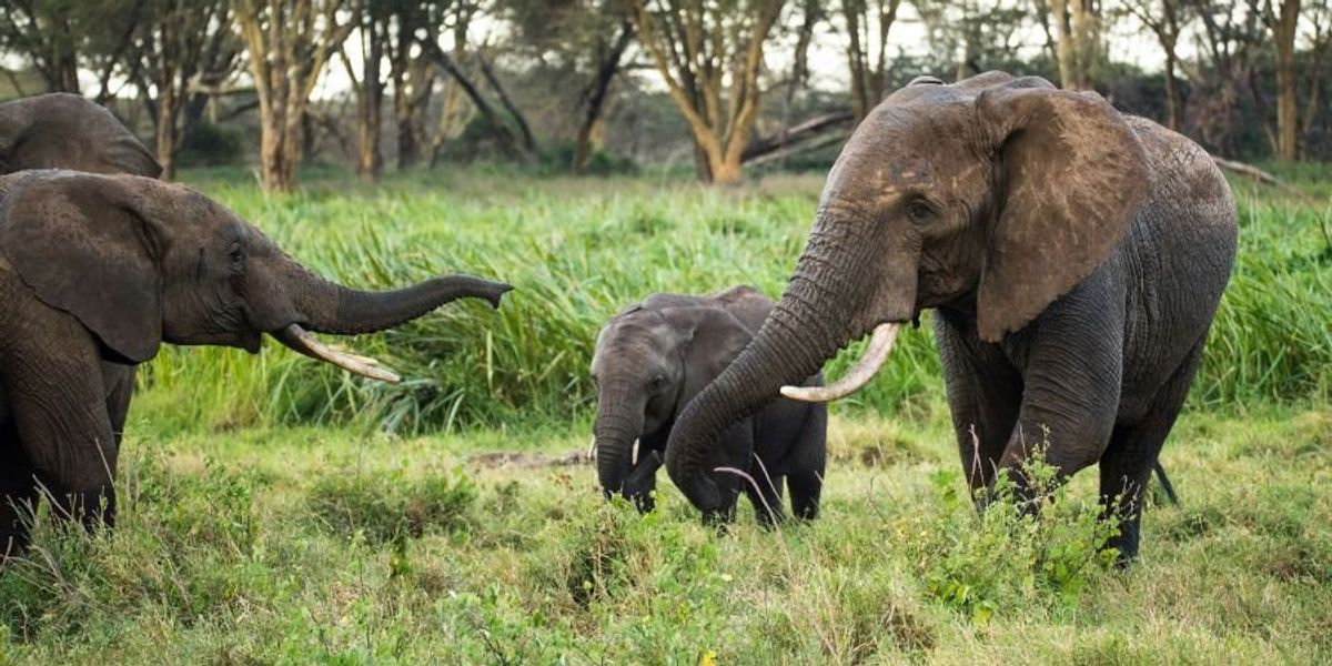 Elephants appear to have individual 'names,' study finds - Upworthy