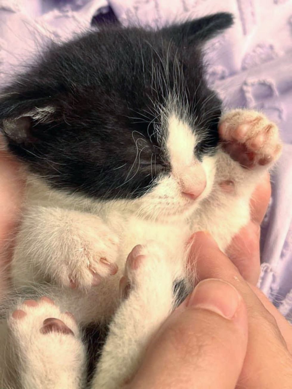 Kitten Meows Himself Hoarse Until Help Arrives, He Has a Heart-shaped ...