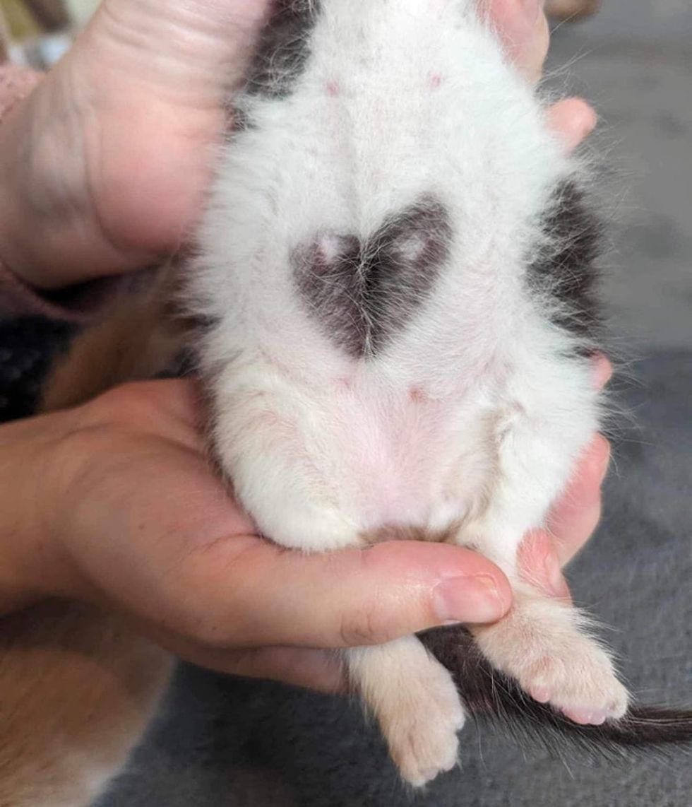 Kitten Meows Himself Hoarse Until Help Arrives, He Has a Heart-shaped ...