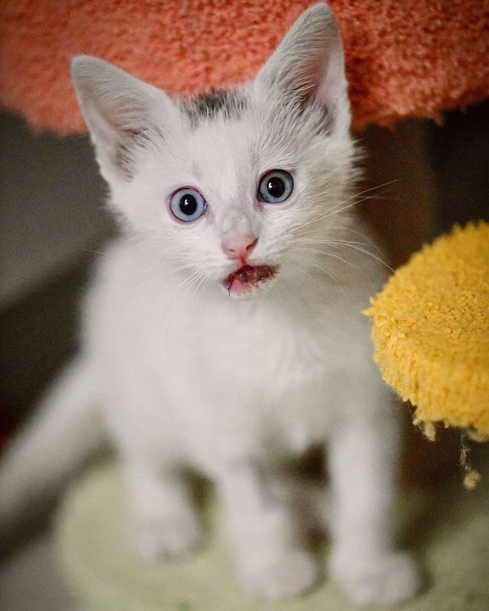 Courageous Kitten Approaches Kind Strangers for Help, Now He's ...