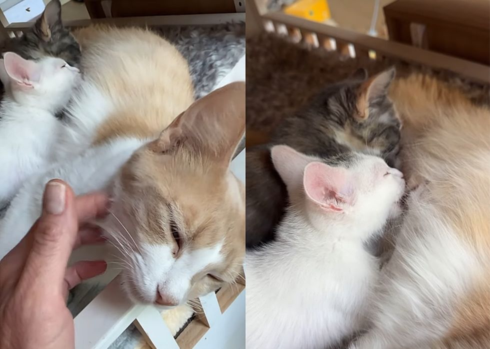Courageous Kitten Approaches Kind Strangers for Help, Now He's ...