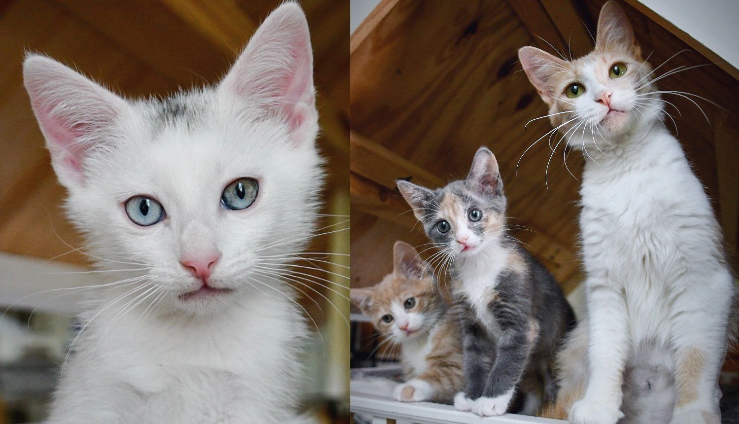 Courageous Kitten Approaches Kind Strangers for Help, Now He's ...