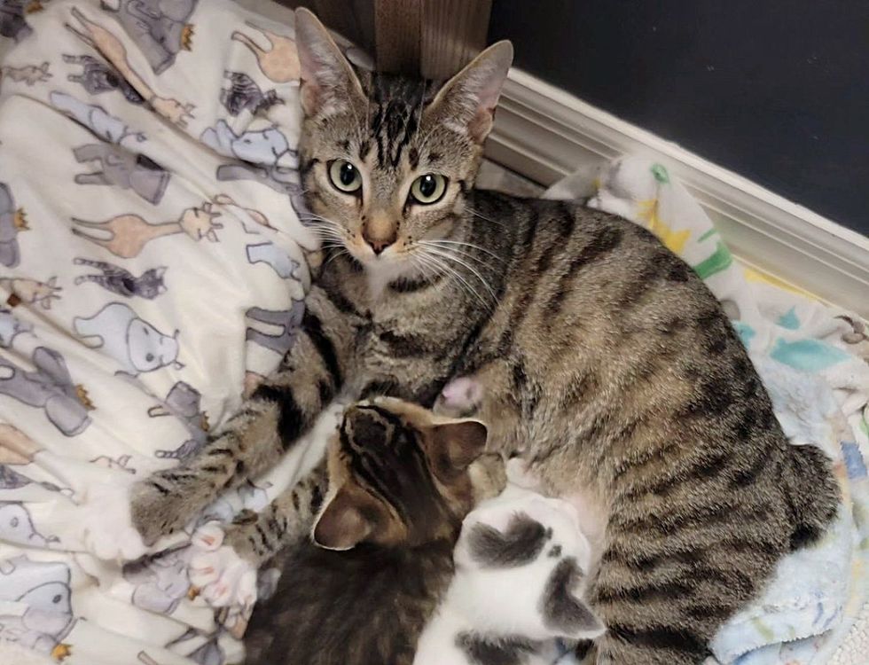 Cat Never Knew Life Indoors Until Kind People Let Her in and Saved Her ...