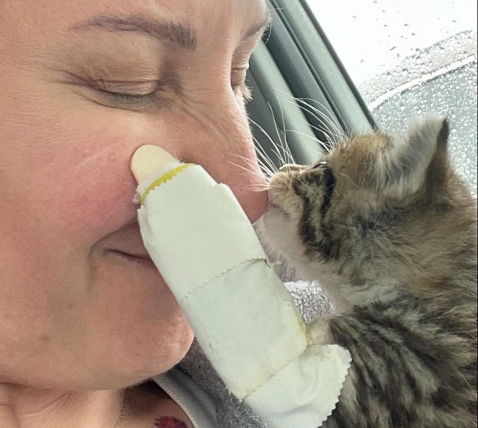 Kitten Remained so Calm While Receiving Help to Walk Again, Now He ...