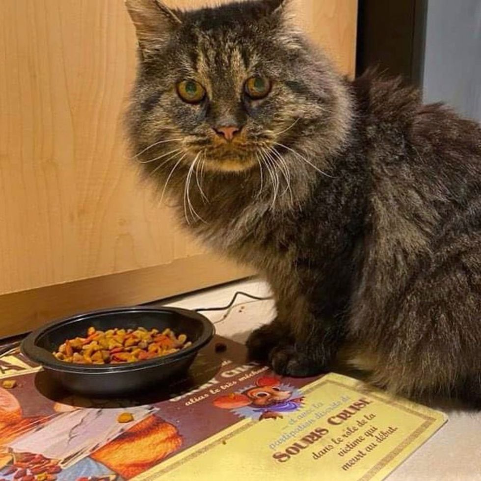 Two Stray Cats Have Been with Each Other for Years Finally Experience ...