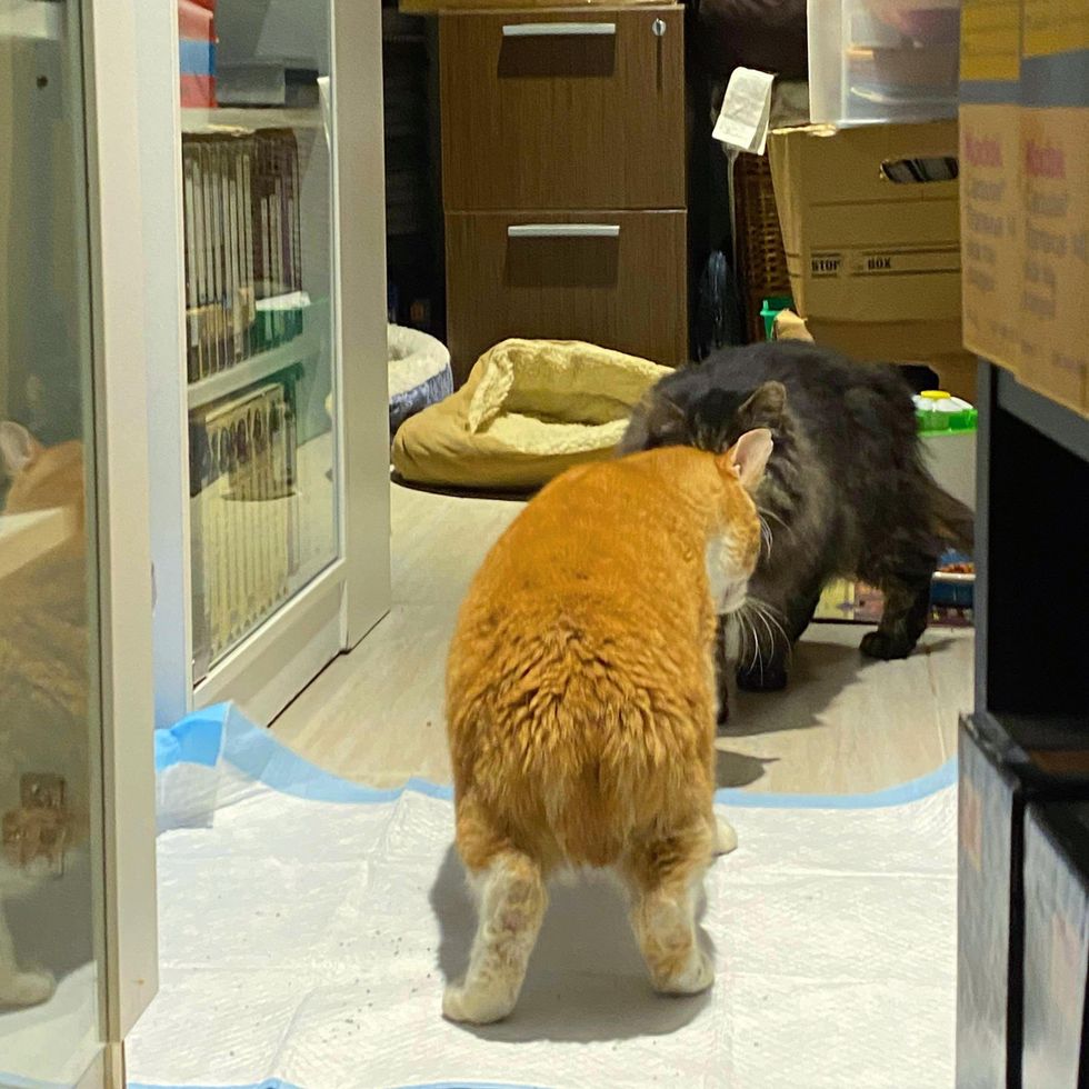 Two Stray Cats Have Been with Each Other for Years Finally Experience ...