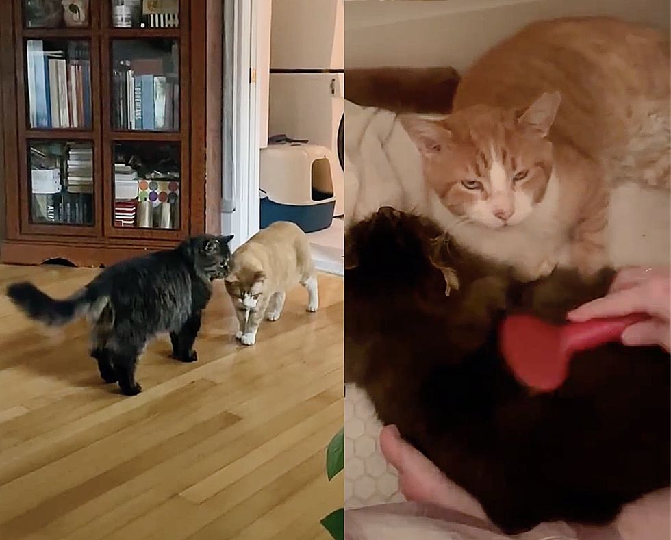 Two Stray Cats Have Been with Each Other for Years Finally Experience ...