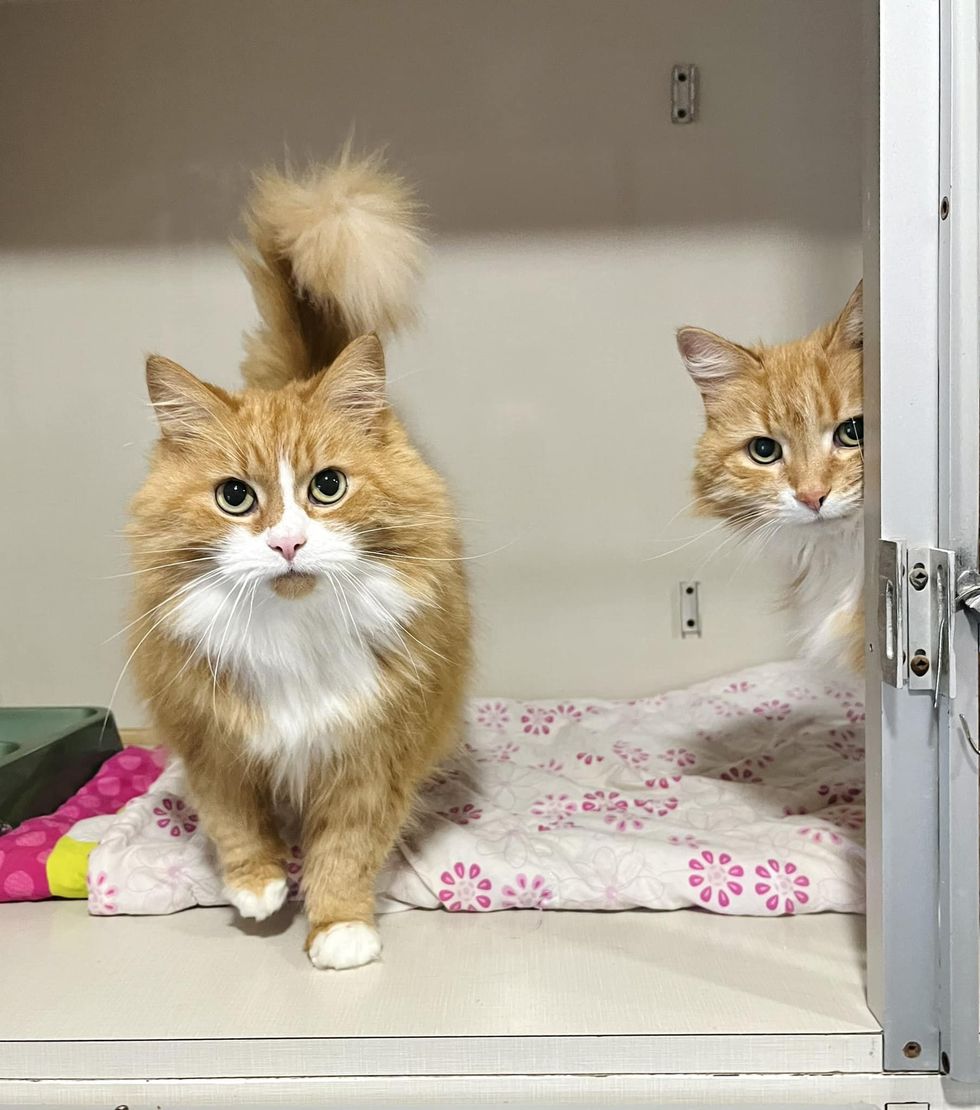 Person Went to Visit Animal Shelter but Ended Up Bringing Home Two Cat ...