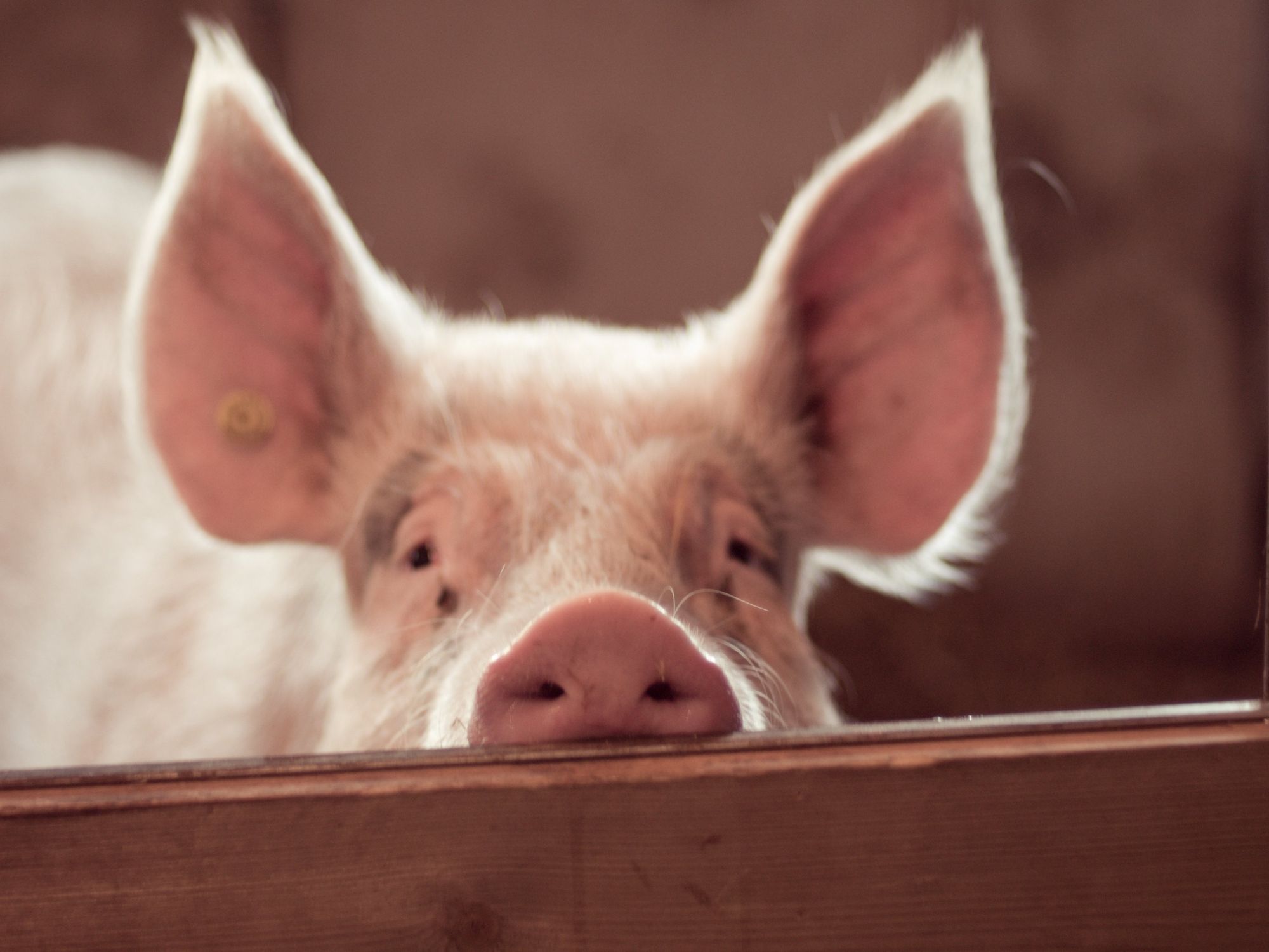 weird things about pigs