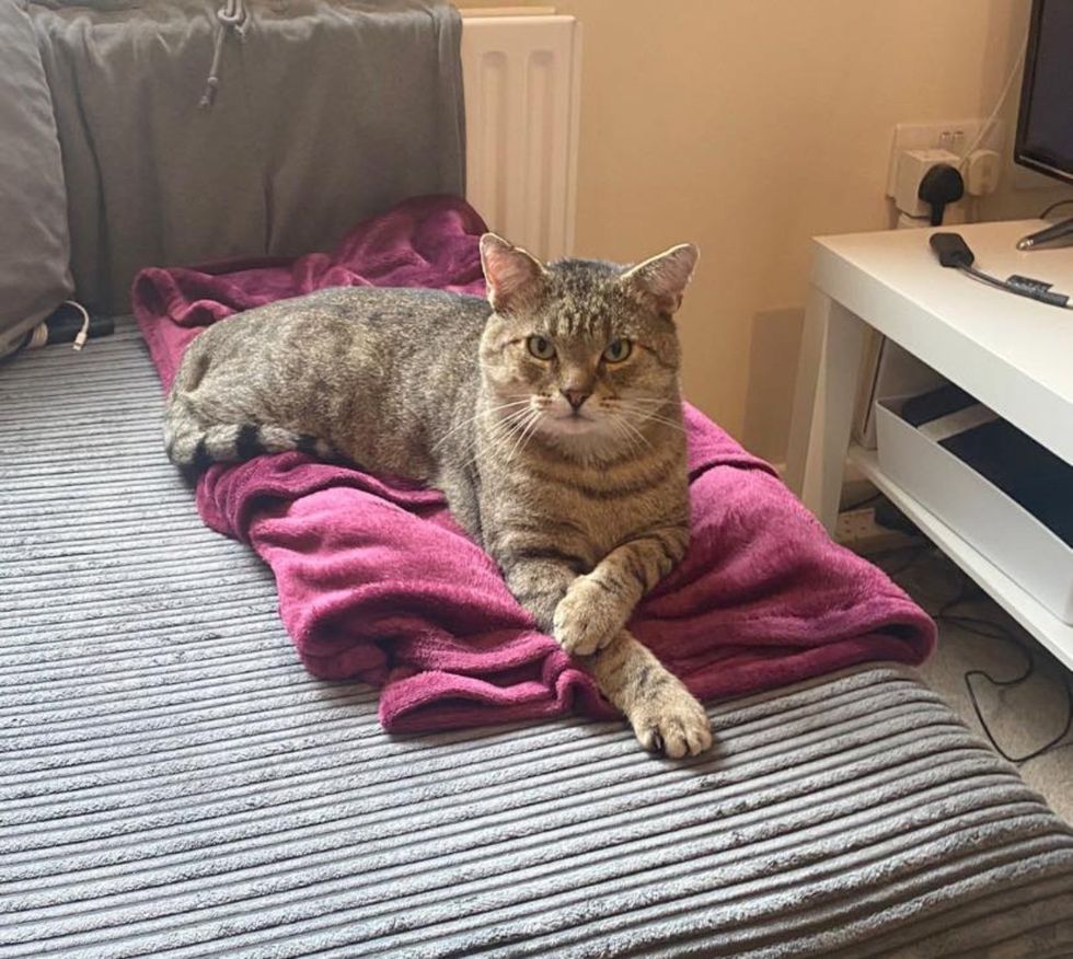 Cat Immediately Starts Seeking Attention, Making Up for Those Years He ...