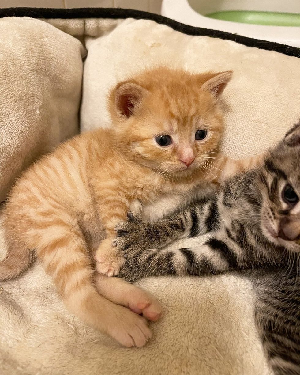 Cat Tends to Many Kittens, Including Orphans from a Yard, While ...