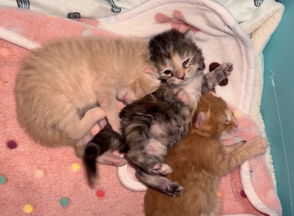 Volunteer Went to Animal Shelter to Get Kittens but Came Home with Cat ...