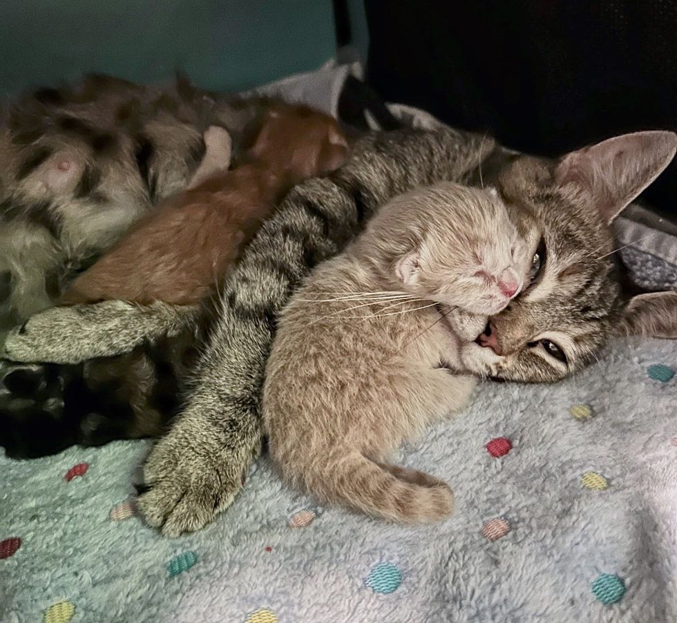 Volunteer Went to Animal Shelter to Get Kittens but Came Home with Cat ...