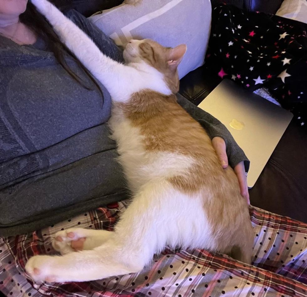 Cat Follows Passersby Around, Asking for Help Until Someone Stops for ...
