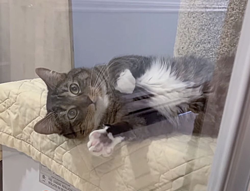 Family Applied for Kittens but Walked Out of the Shelter with Two ...