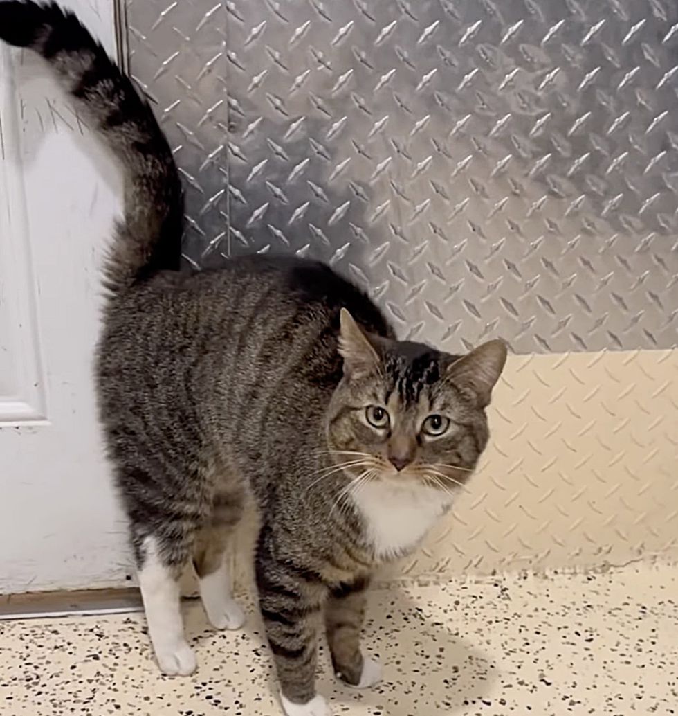 Family Applied for Kittens but Walked Out of the Shelter with Two ...