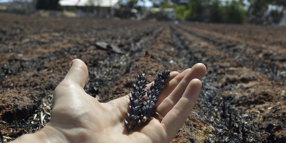 Da cibo poverissimo a farina per chef. Verso la riscoperta del «grano arso»
