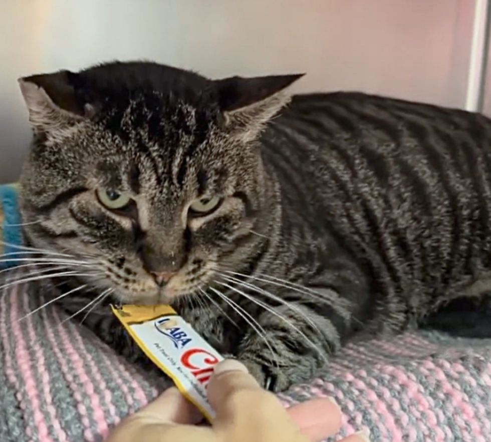 Cat Left Outside in Blazing Sun Didn't Know How to Trust, Turns Out He ...