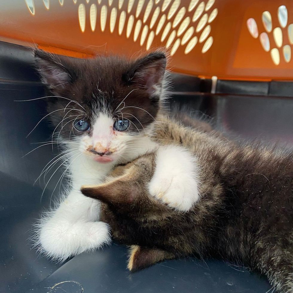 Stray Kitten Born with Club Foot Immediately Begins Running When He ...