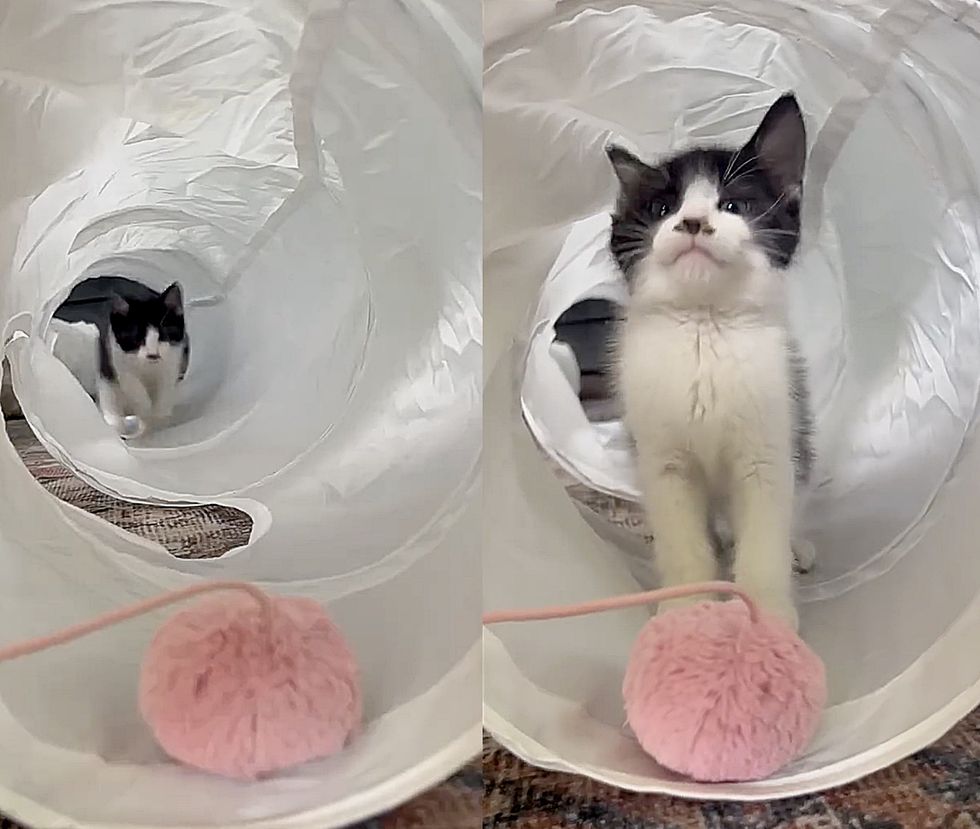 Stray Kitten Born with Club Foot Immediately Begins Running When He ...