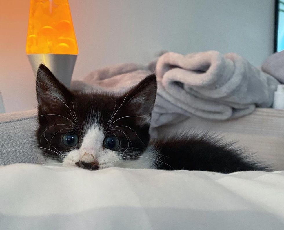 Stray Kitten Born with Club Foot Immediately Begins Running When He ...