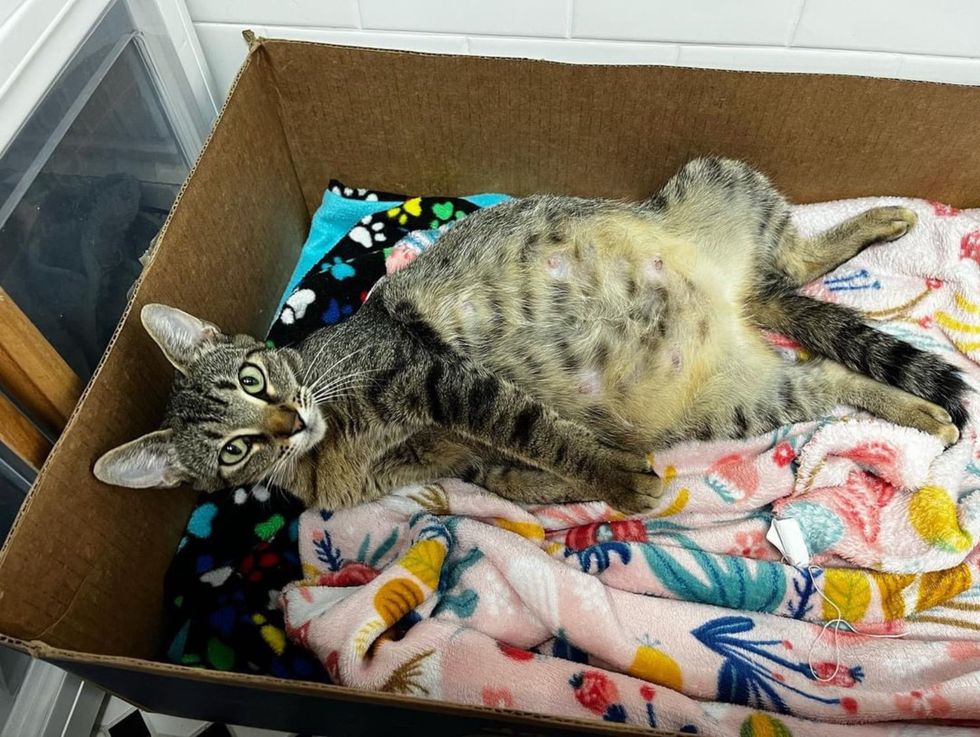 Cat Left Outside While Pregnant Fawns Over People Who Help Her, Waits ...