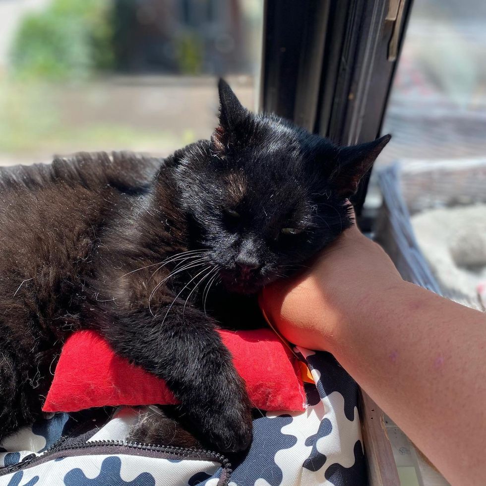 'Unwanted' Cat Clings to Vet Team that Saved Him and Thanks Them by ...