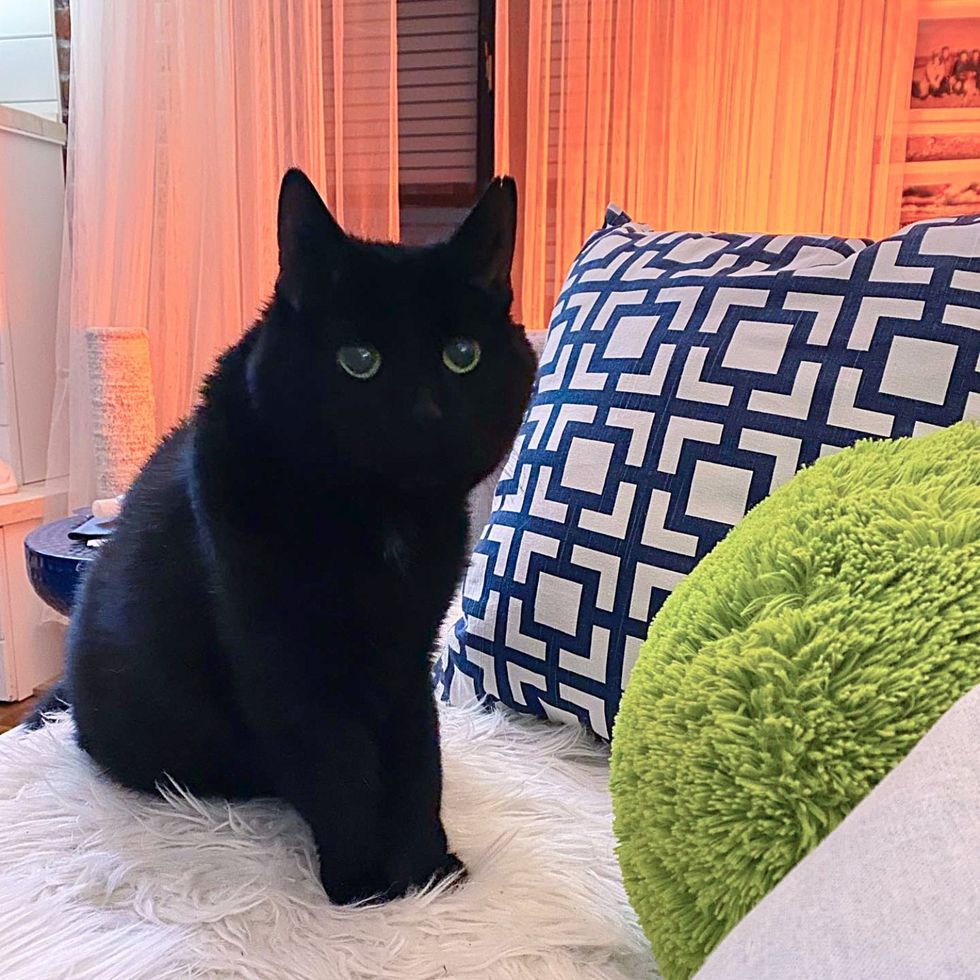 'Unwanted' Cat Clings to Vet Team that Saved Him and Thanks Them by ...