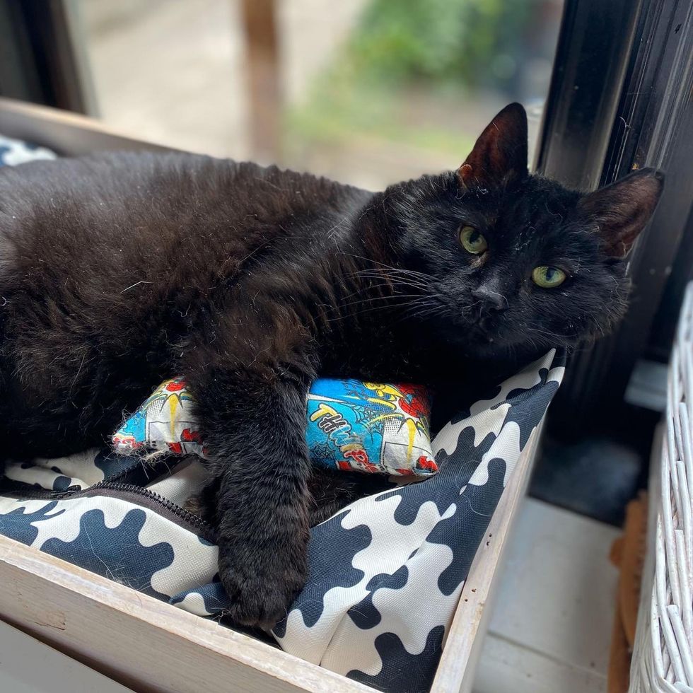 'Unwanted' Cat Clings to Vet Team that Saved Him and Thanks Them by ...