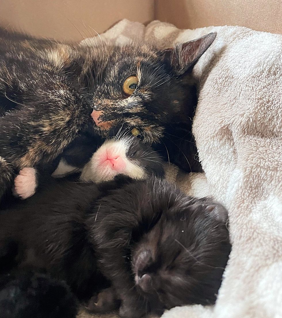 Stray Cat Comes to a Property, Wanting to Be Let in, Days Later She Has ...