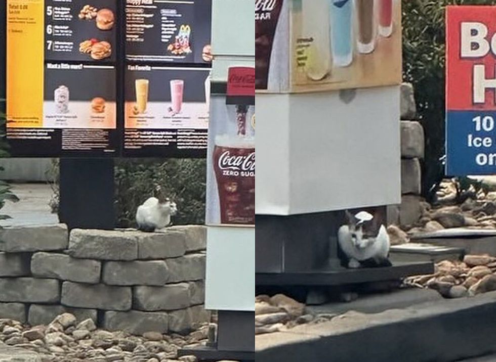 Shy Kitten Found Sitting at McDonald's Drive-thru, Once Inside, Her ...