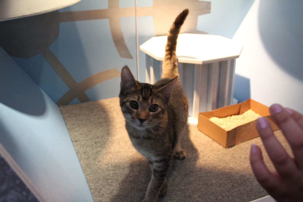 SF SPCA Kittens & Puppies Are Unveiled at Macy's - 7x7 Bay Area