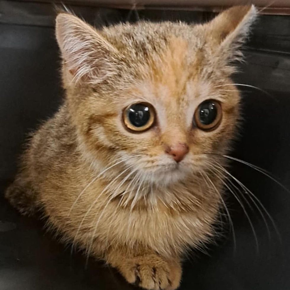Cat Thought to Be a 7-Week-Old Kitten When Found Along the Road but Turns Out She's Much Older ...