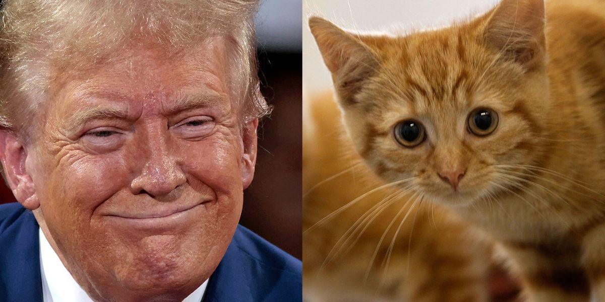 Democrats are gaslighting Americans about Springfield, Ohio's cat BBQs ...