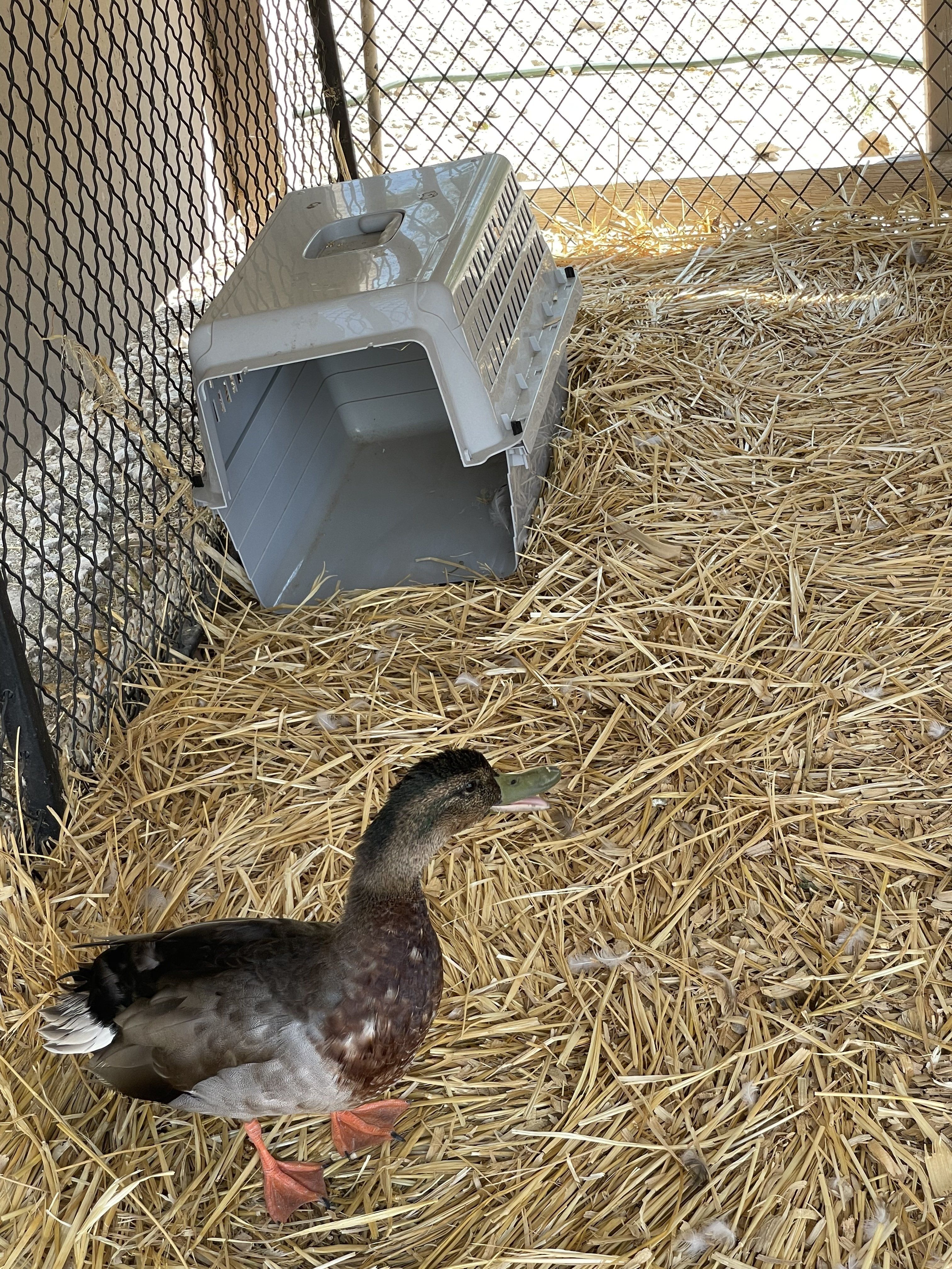 'Celebrity' duck's wild rescue saves Vegas sanctuary - Upworthy